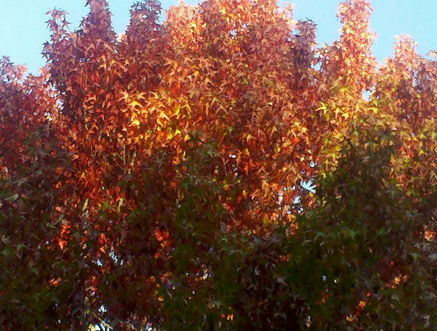 Berkeley awash with Fall colors