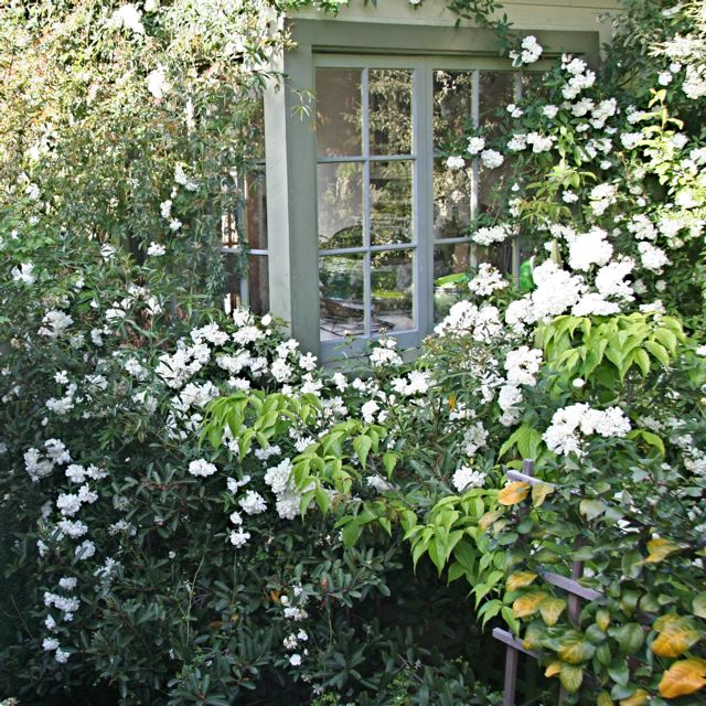 An all-white garden: serene, simple, sophisticated