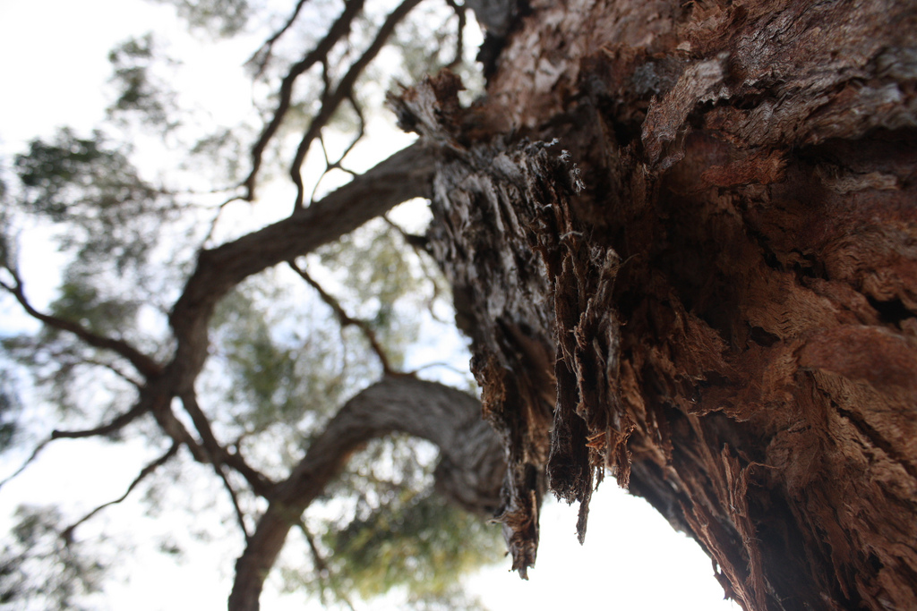 The Berkeley Wire: 07.25.11