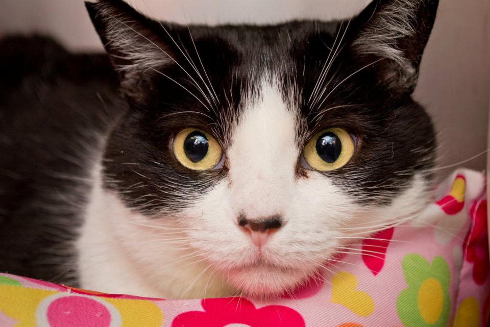 Adopt a Pet: Primrose, a sweet and gentle female cat
