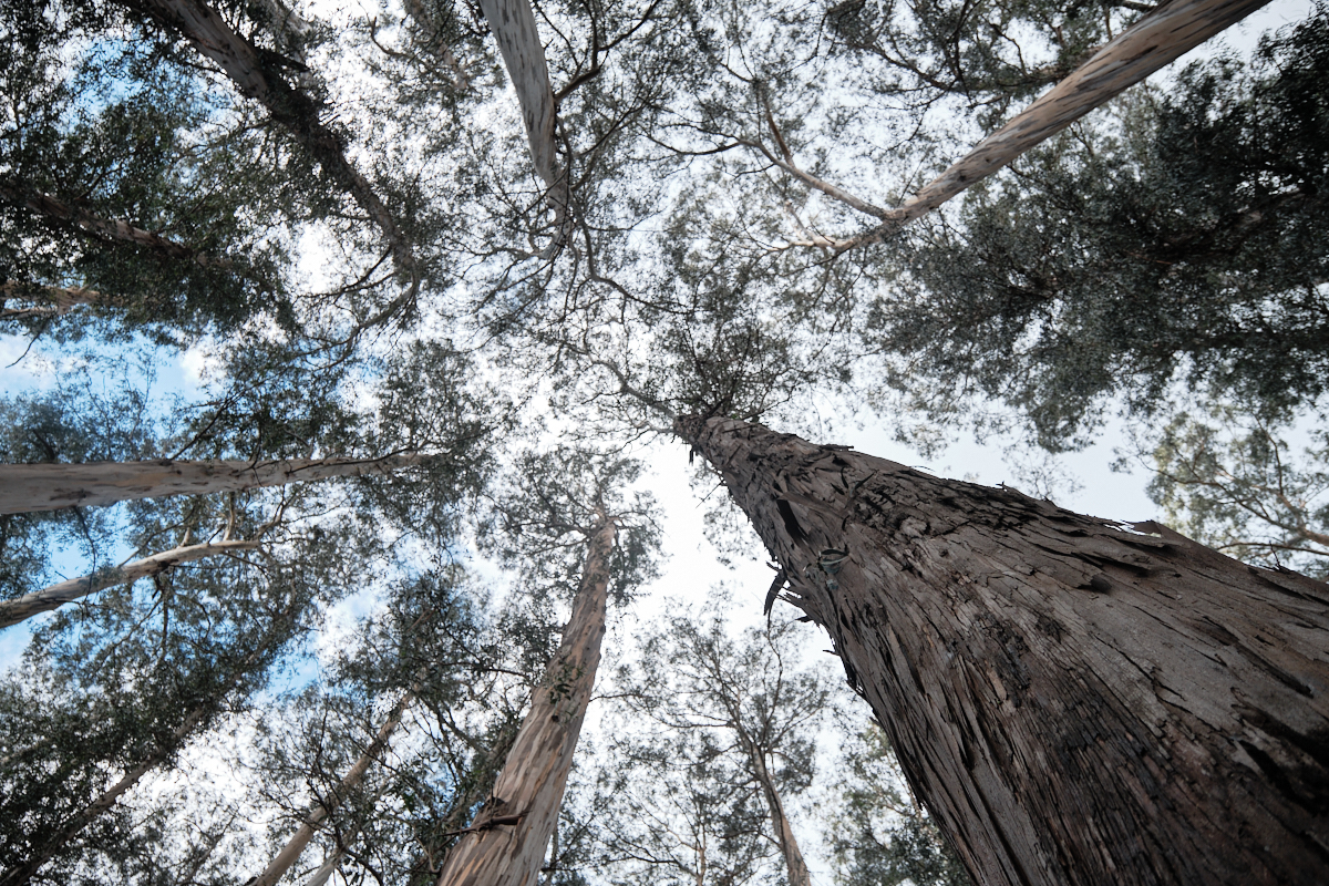 Why can’t the East Bay agree on the future of eucalyptus trees?