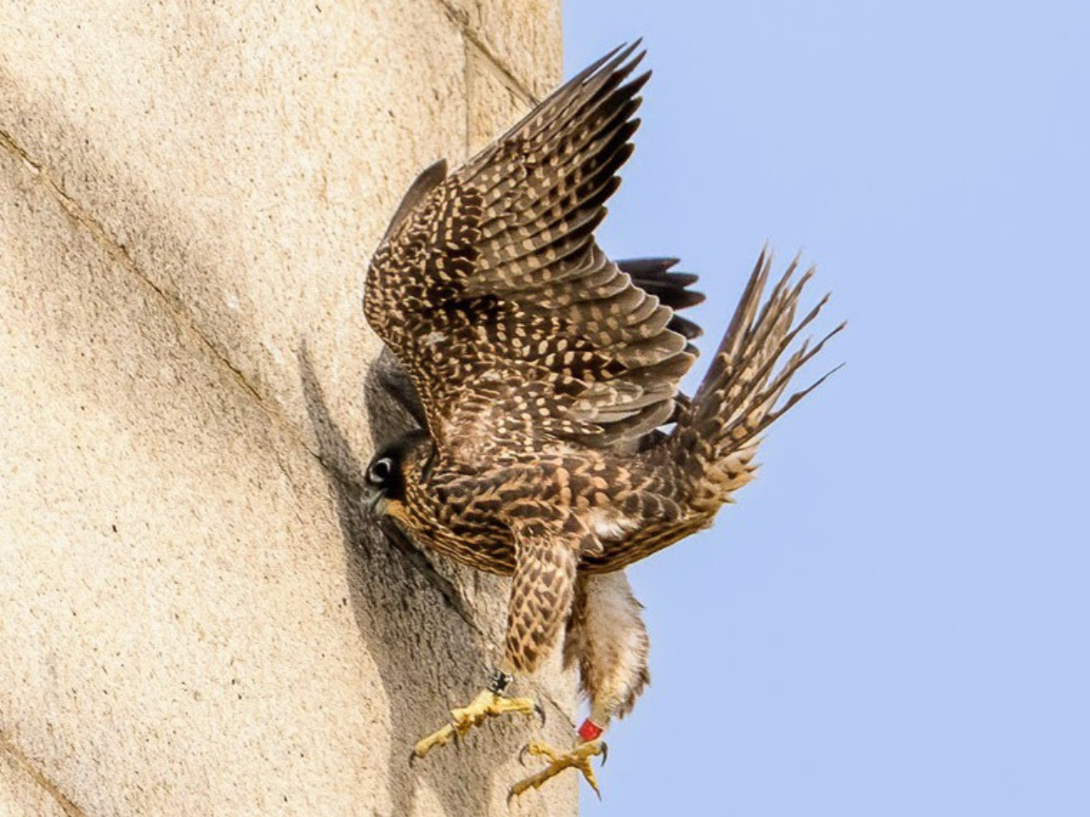 Photos: Little falcons Zephyr, Rosa and Luna learn to fly