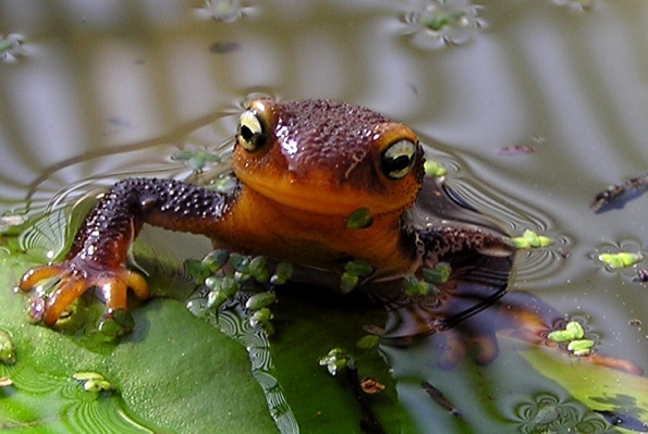 Squished newts drowning in leaky UC Botanical Garden pond