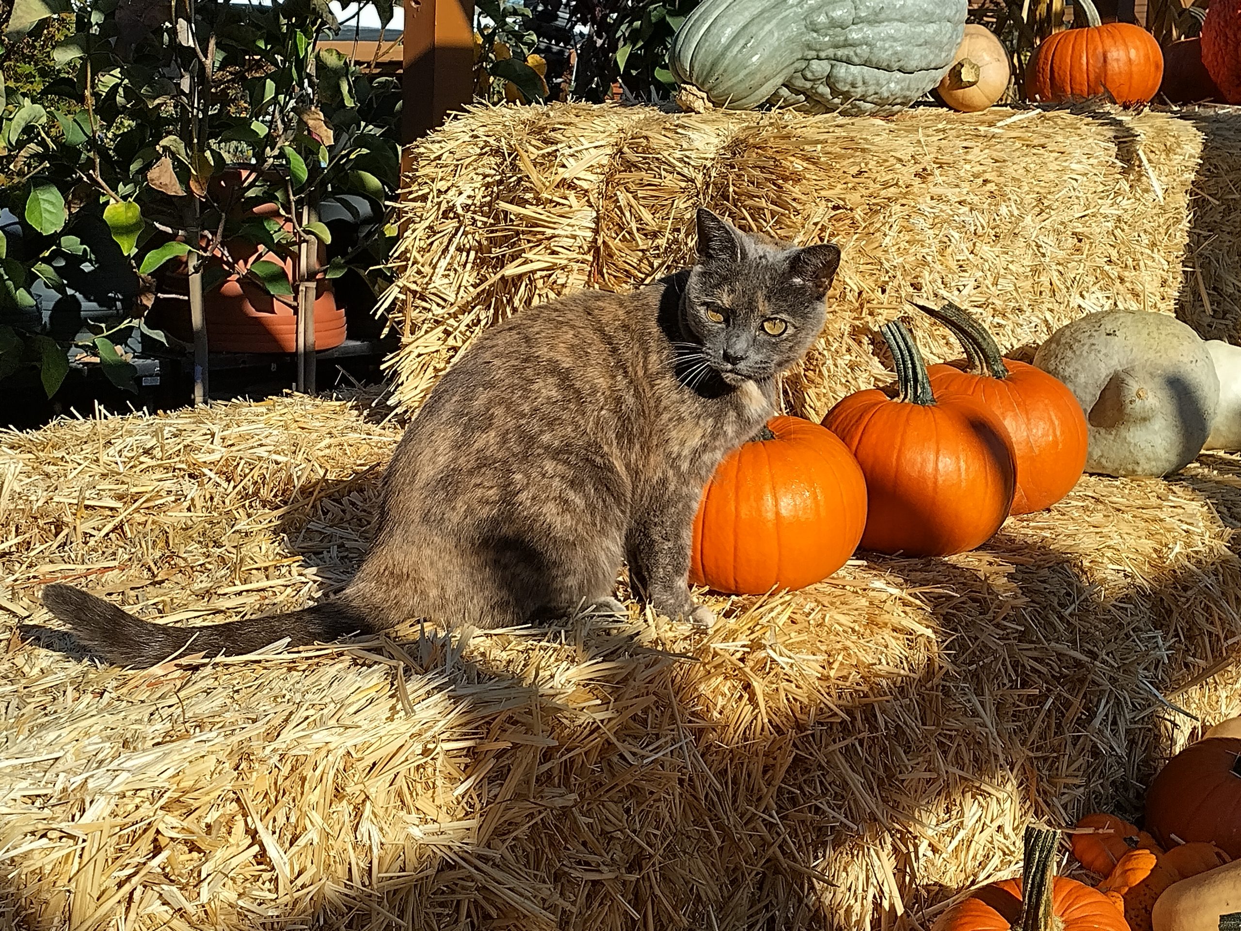 Around Berkeley: Indigenous Peoples Day, pumpkin patch