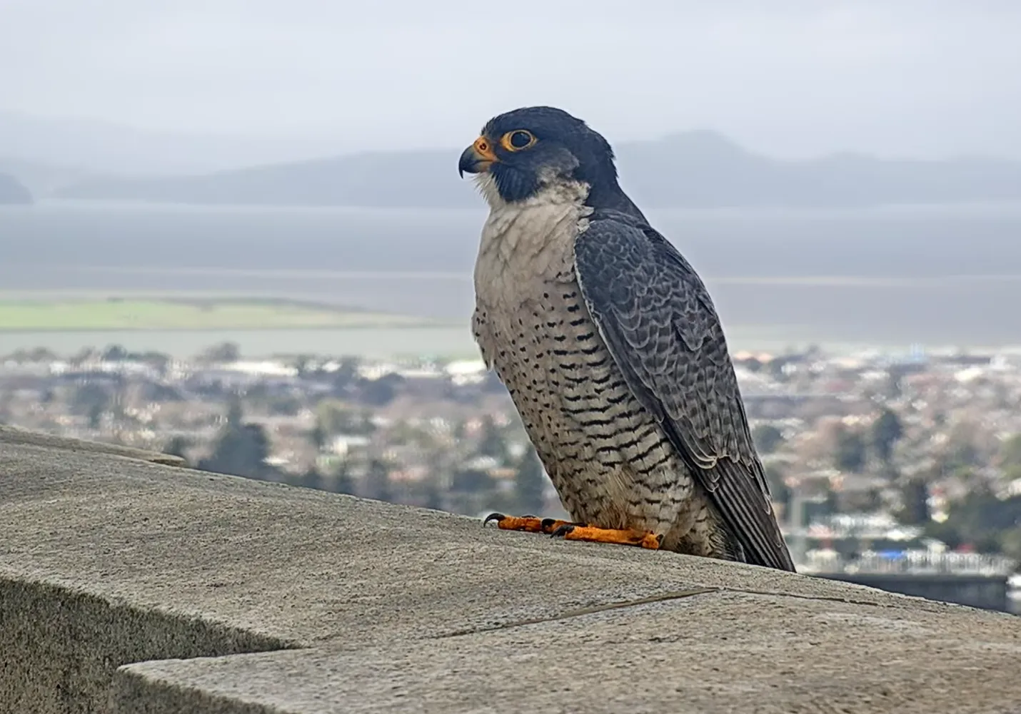 UC Berkeley's new male peregrine falcon has been named