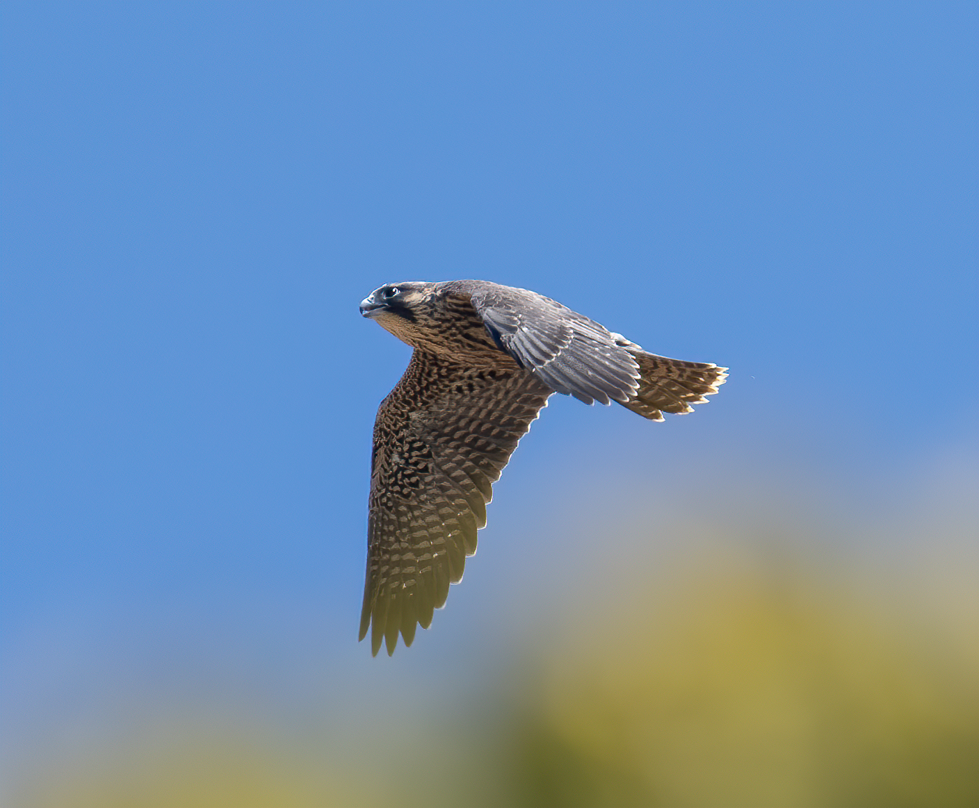 Equinox, the peregrine falcon, rescued at the Berkeley Marina